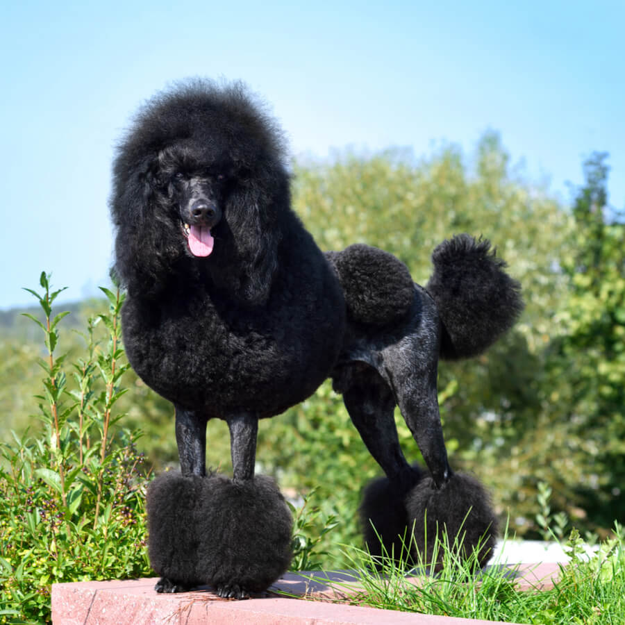 Cortes De Pelo Para Perros Tipos Fotos Y Ejemplos 6609